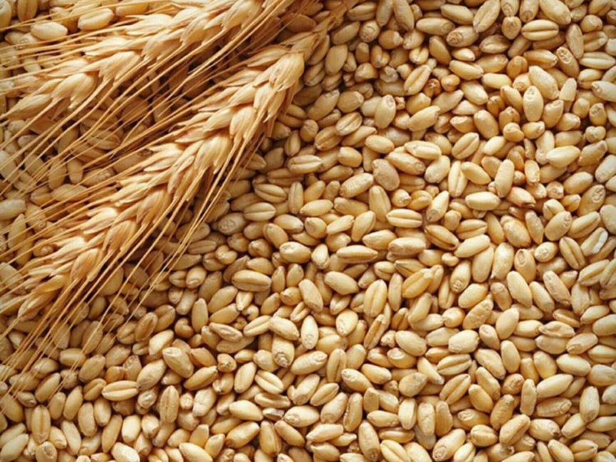 Пшеница/комбикорм