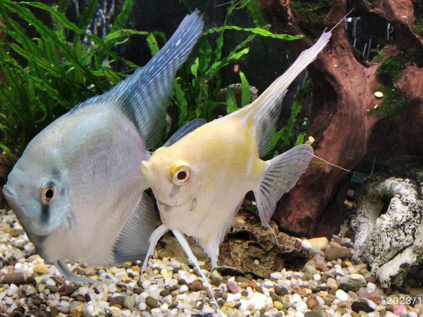 Скалярии породистые