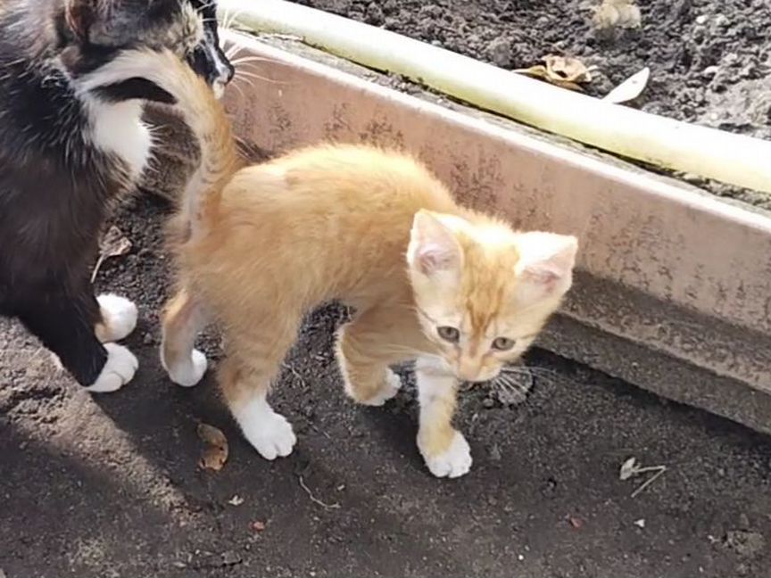 Котята рыжие бесплатно