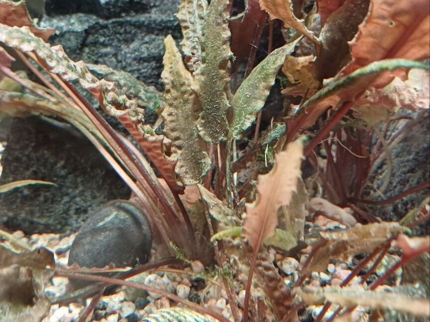 Криптокорина пурпурная. Аквариумное растение