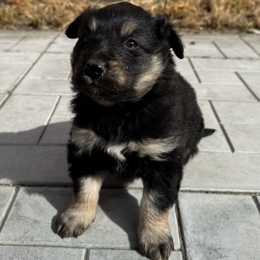 Щенок в добрые руки