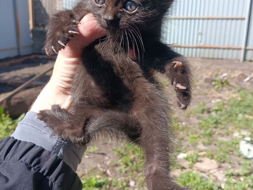 Кошка