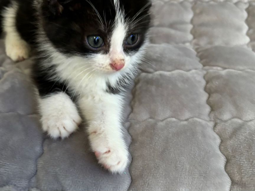 Котята
