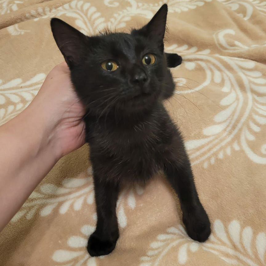 Ласковый котик в добрые руки бесплатно