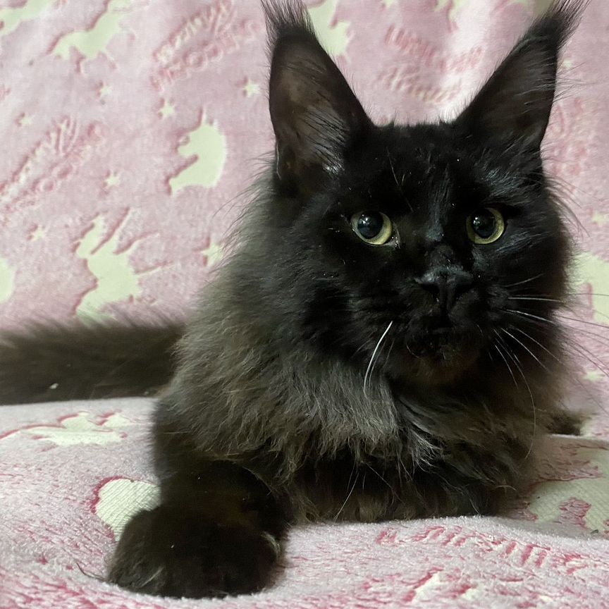 Шикарные мальчики мейн-кун 5 мес