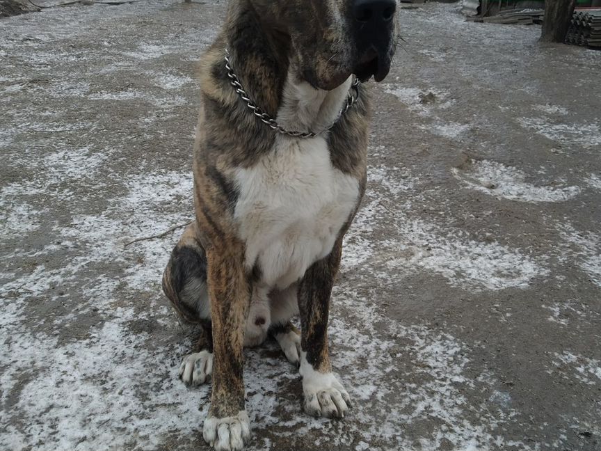 Кобель для вязки сао