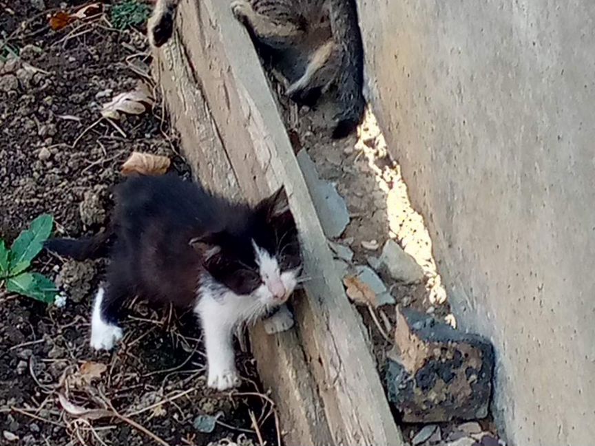 Котята около 2,5 месяцев, коты, кошки, видео вышлю