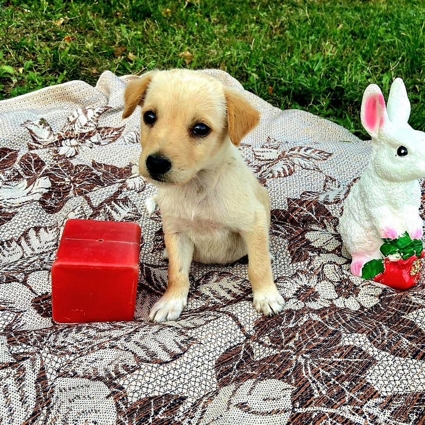 Щенок мелкой породы в дар