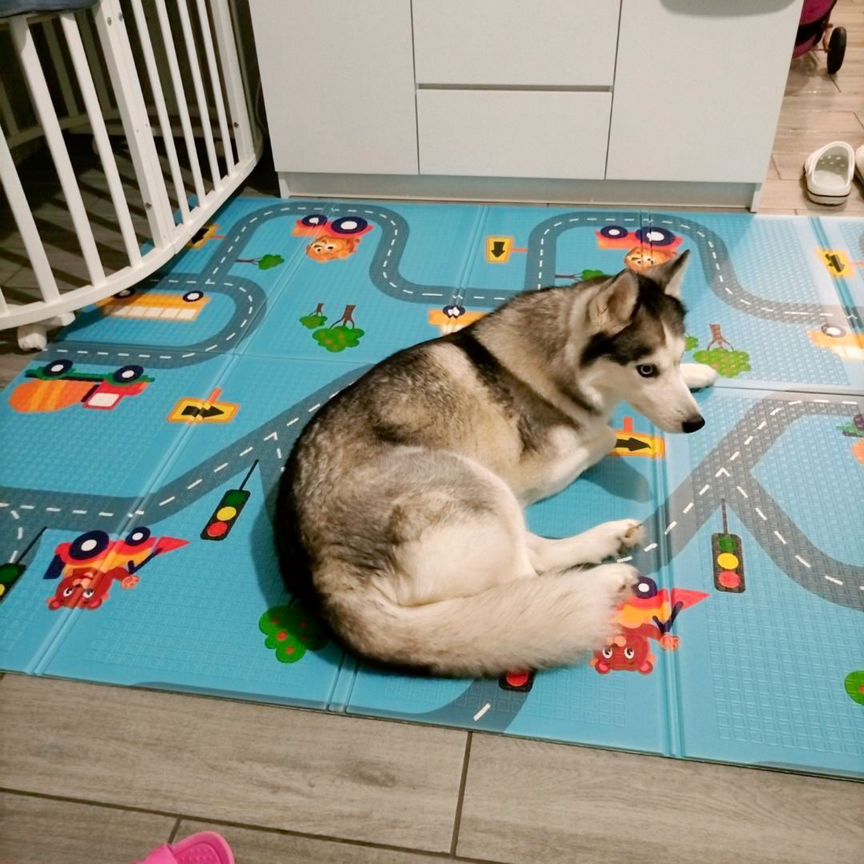 Собака в добрые руки Хаски