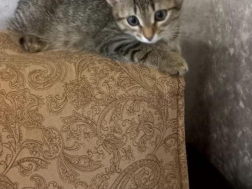 Кошка в добрые руки