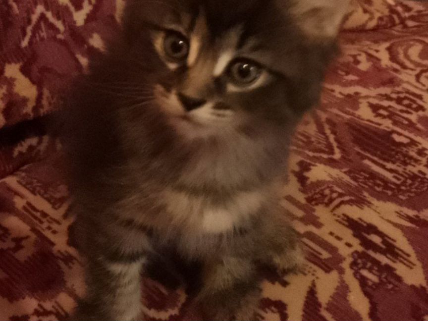 Котята меин кун метисы в добрые руки