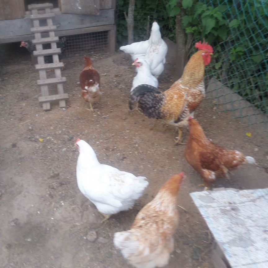 Куры несушки домашние