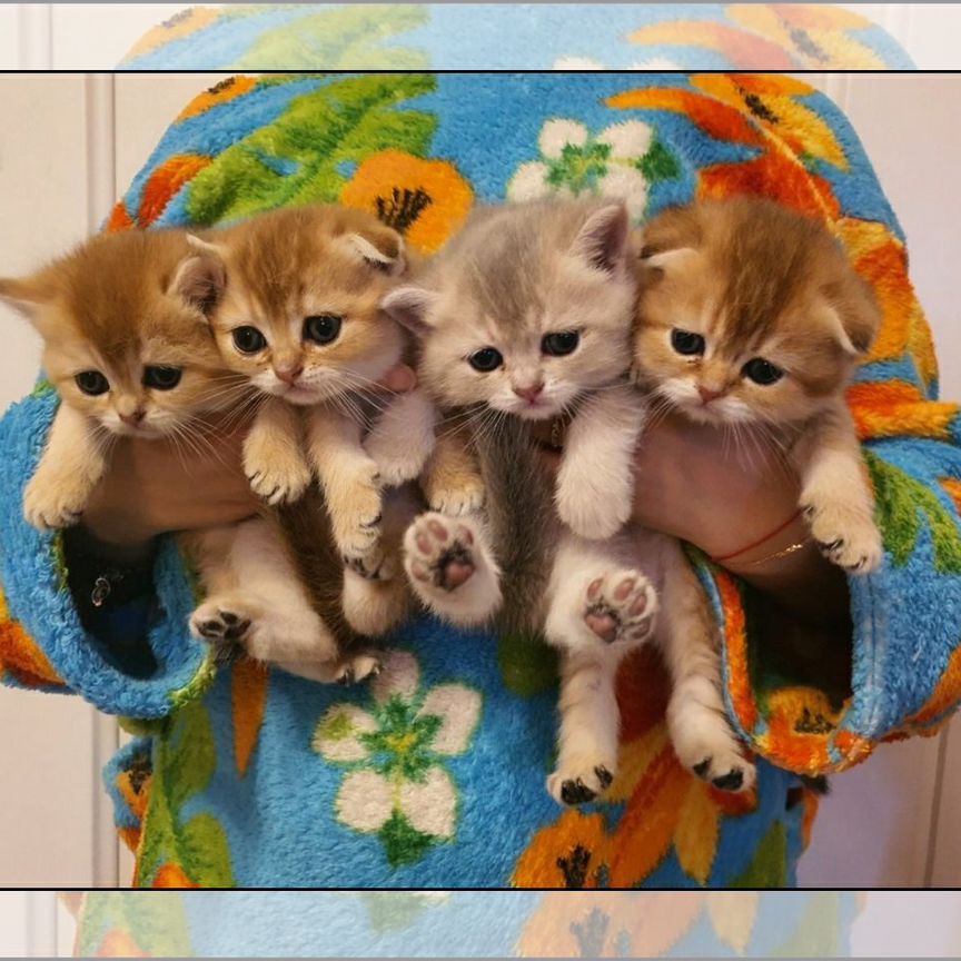 Шотландский вислоухий короткошёрстный котёнок