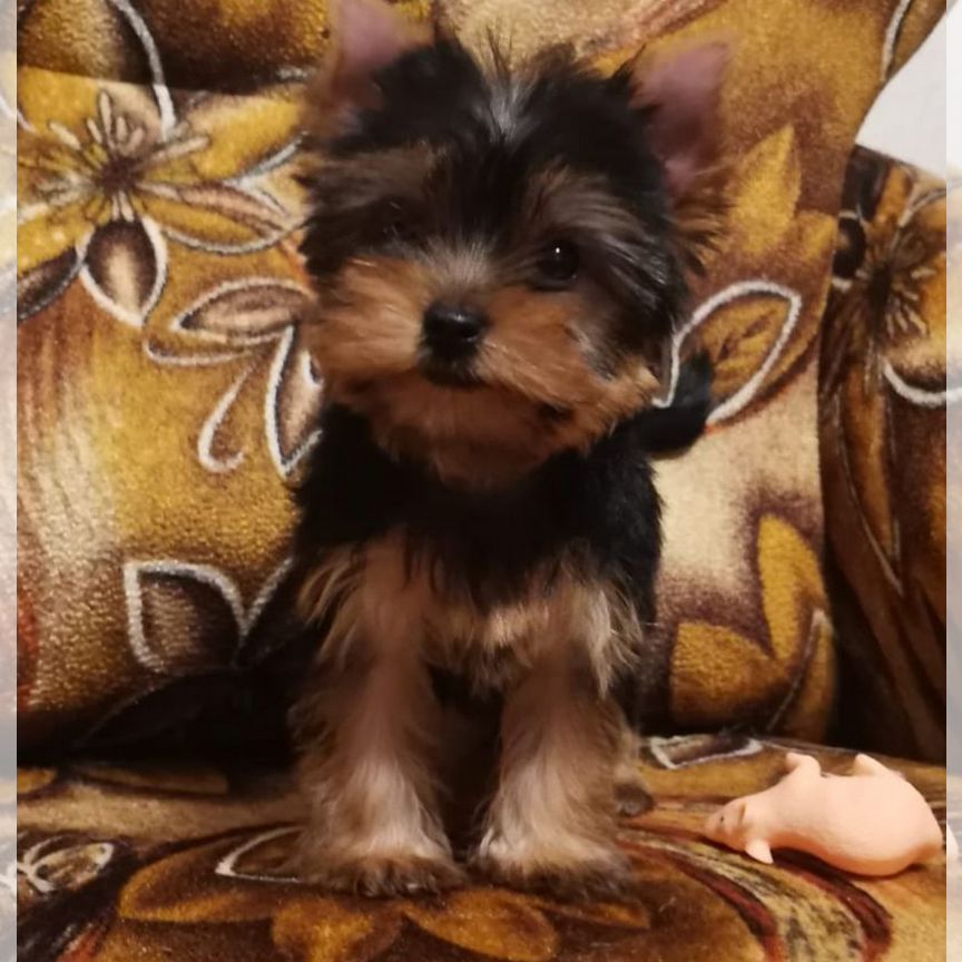 Йоркширский терьер, щенок