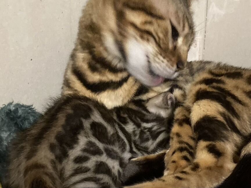 Бенгальская