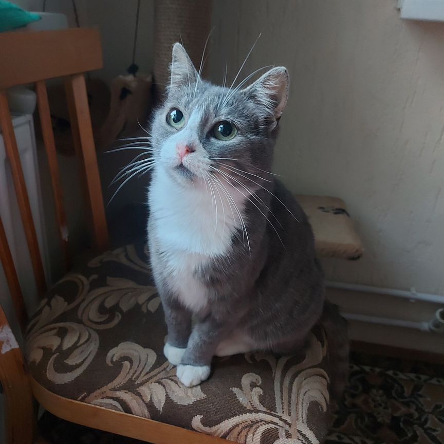 Кошечка молодая