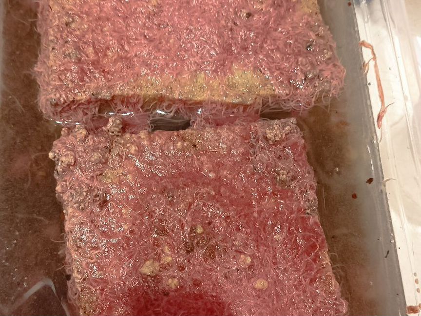 Трубочник изя