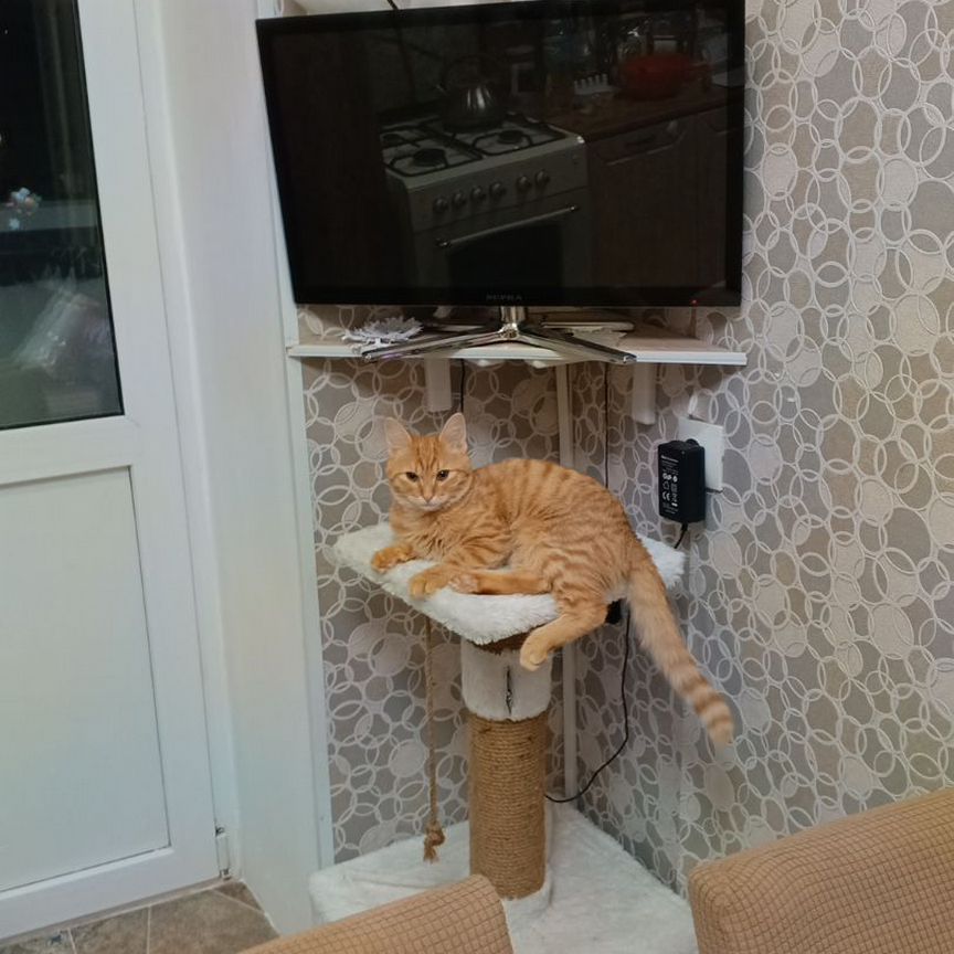 Кот 6 месяцев, кастрированный к лотку приучен