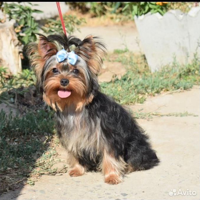 Продам щенка, мальчика, йоркширского терьера