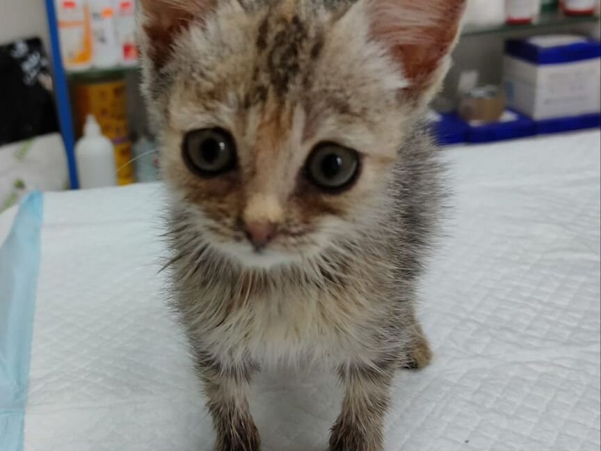 Котенок Фея