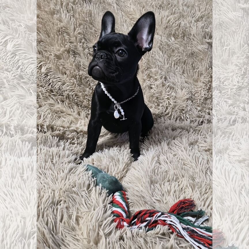 Французский бульдог, щенок