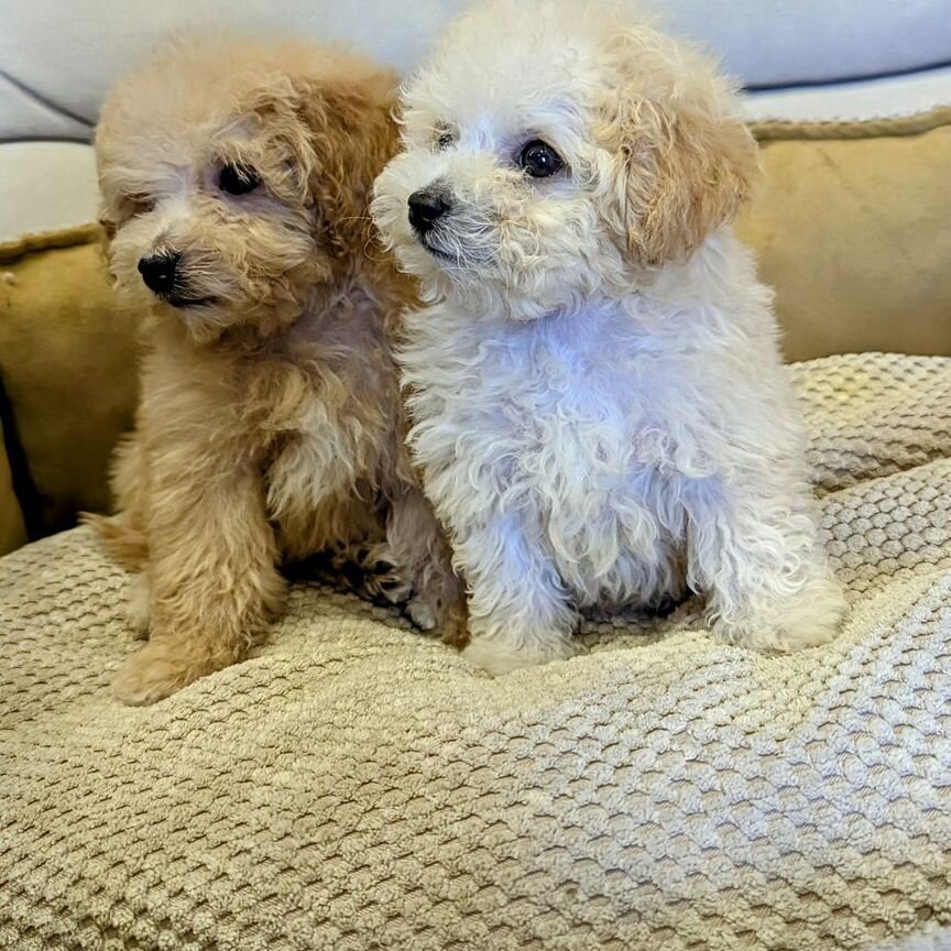 Мальтипу мини