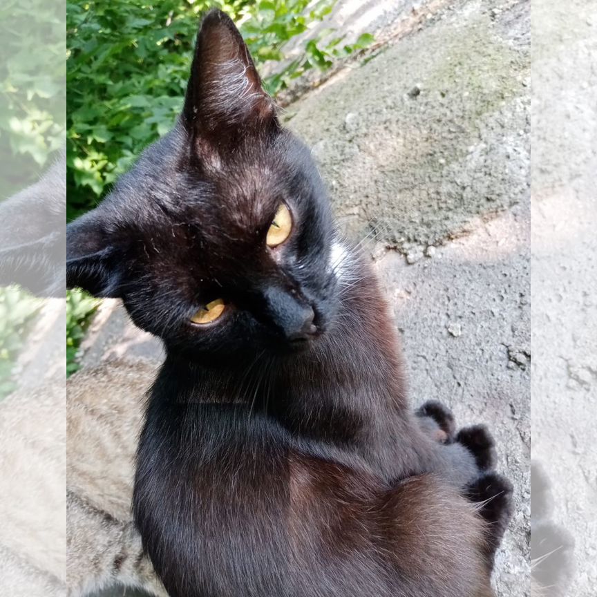 Котик на пристрой