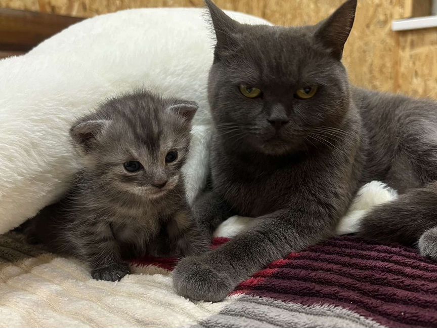 Британские котята