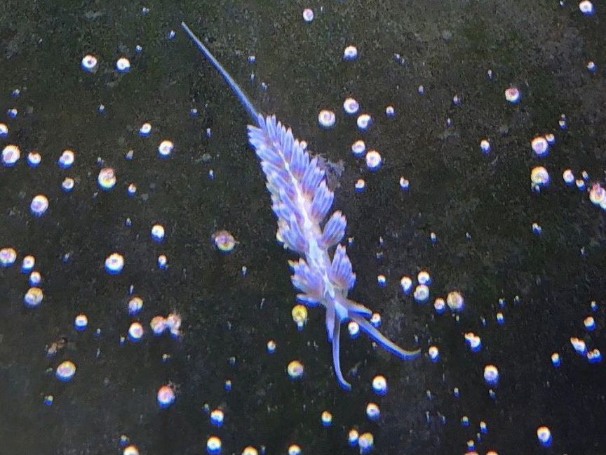 Бергия, 10 шт