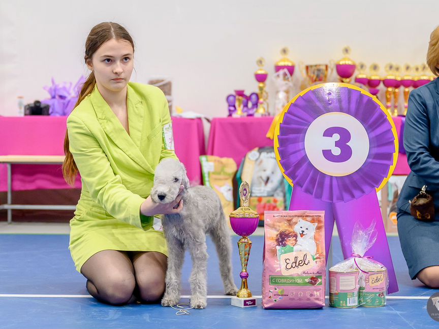 Бедлингтон терьер