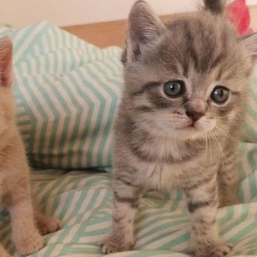 Британский короткошёрстный котёнок