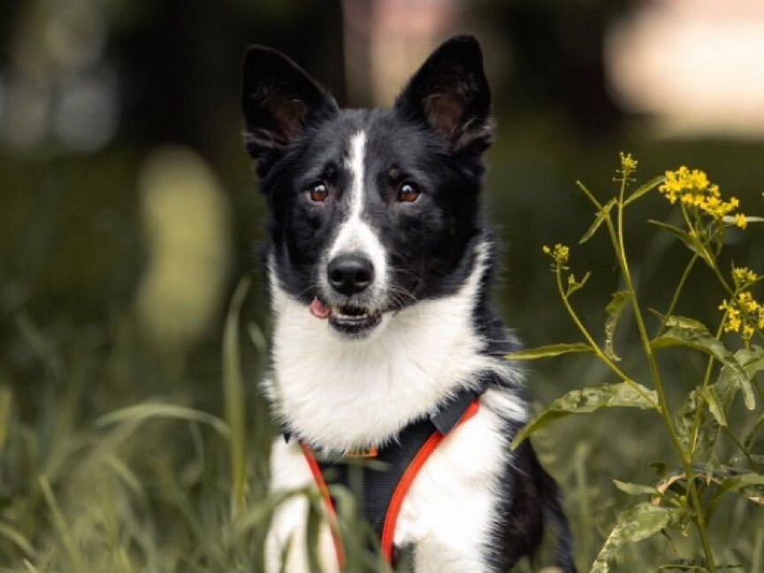 Собака в добрые руки