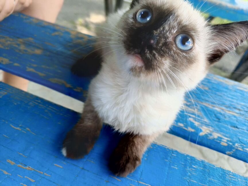 Котёнок