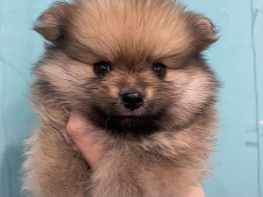 Померанский шпиц щенки