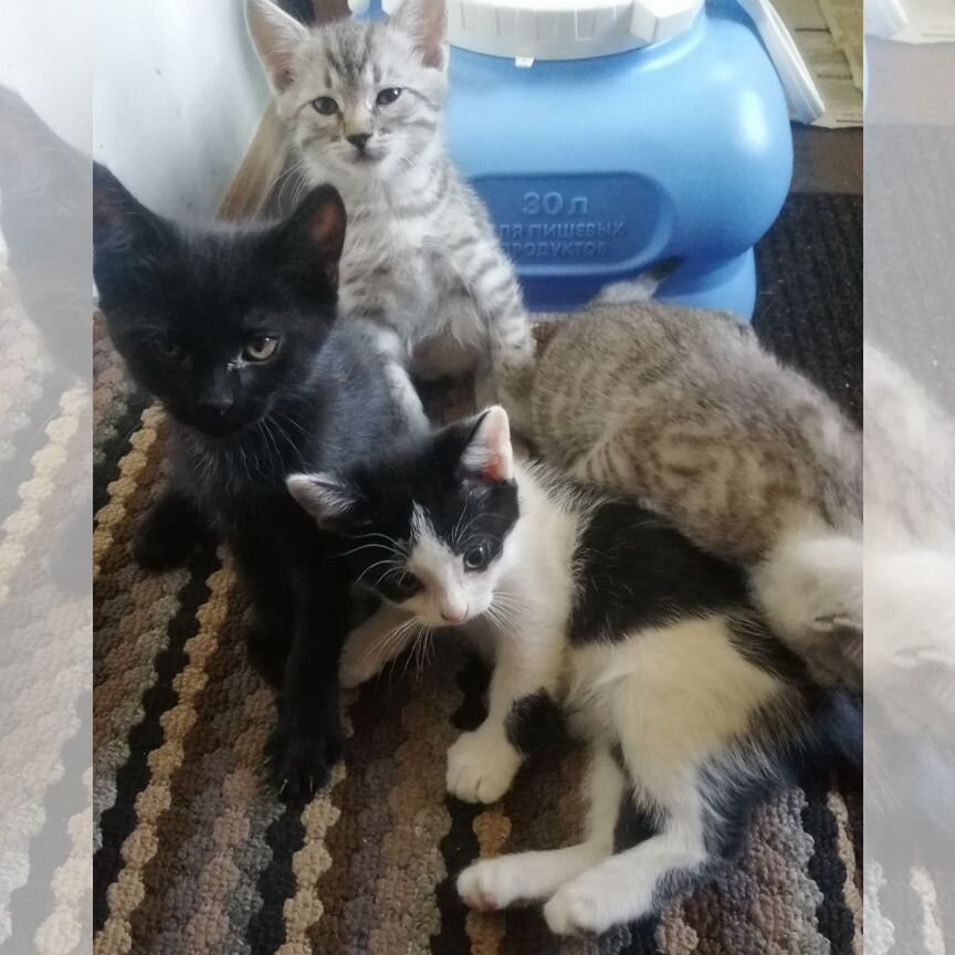 Котята в добрые руки бесплатно