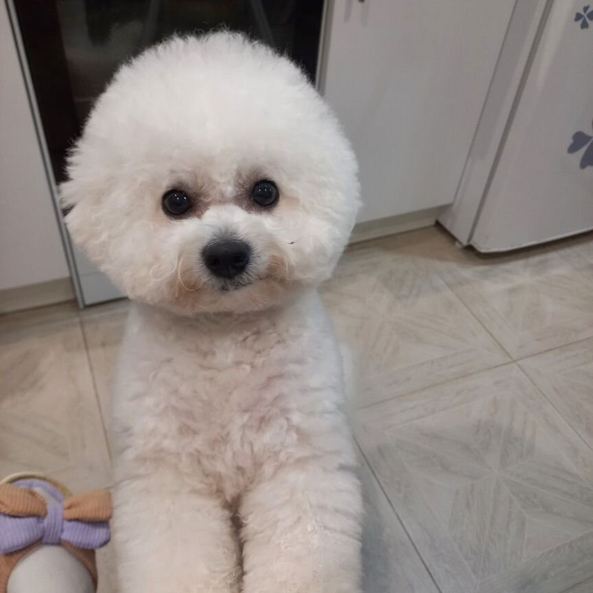 Бишон фризе девочка