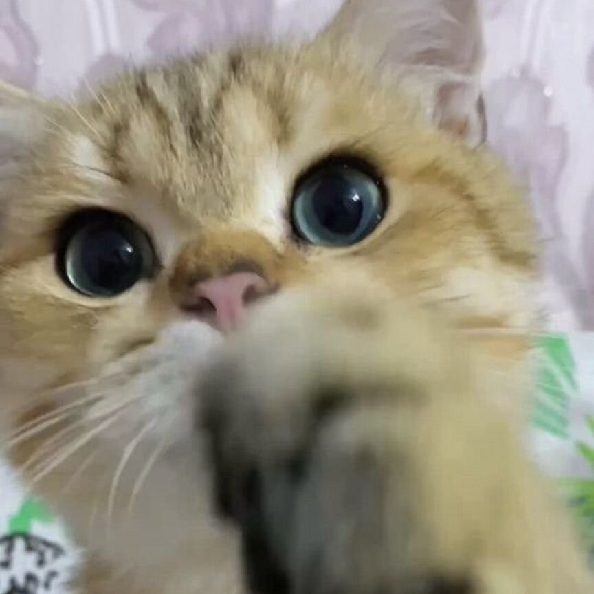 Сладкий британец мальчик