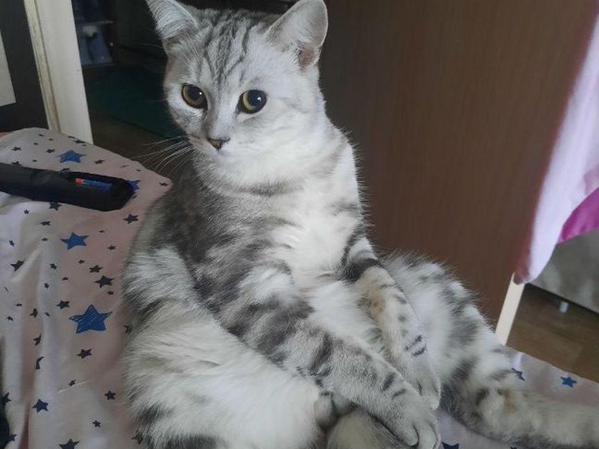 Котик ждёт свою кошечку