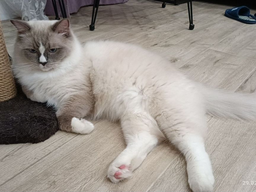 Котята рэгдолл