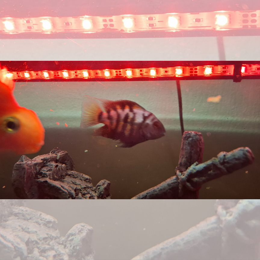 Рыбка сапфировый Попугай