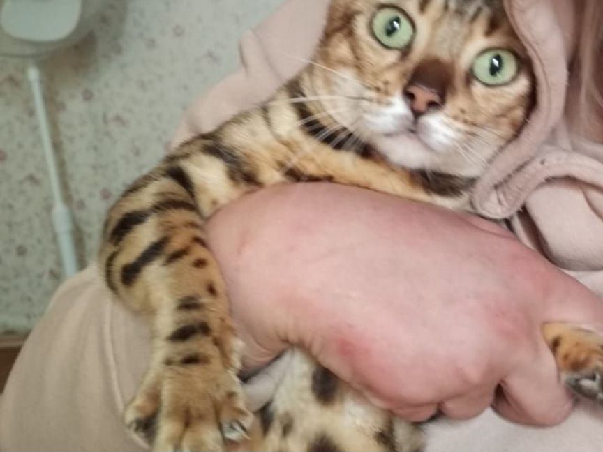 Продаю бенгальскую кошку с котятами