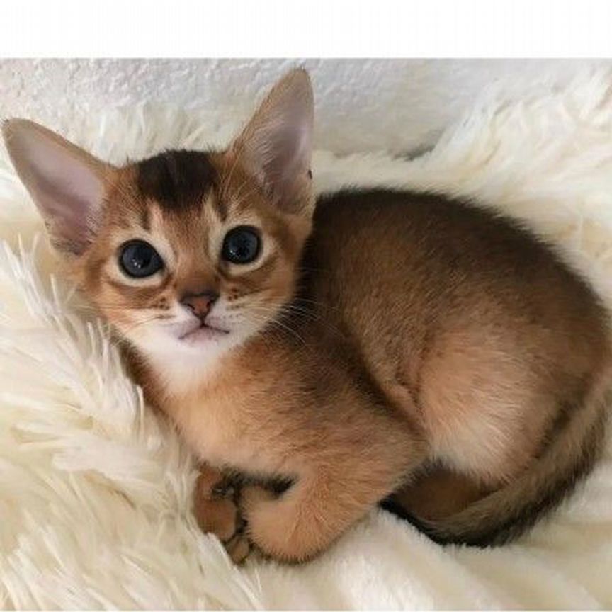 Славная малышка