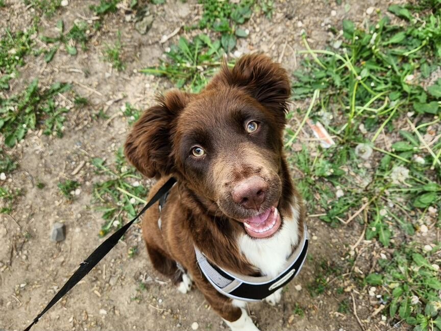 Отдам в добрые руки