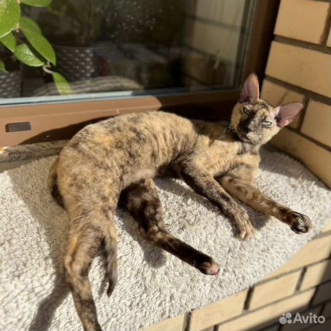 Кошка петерболд