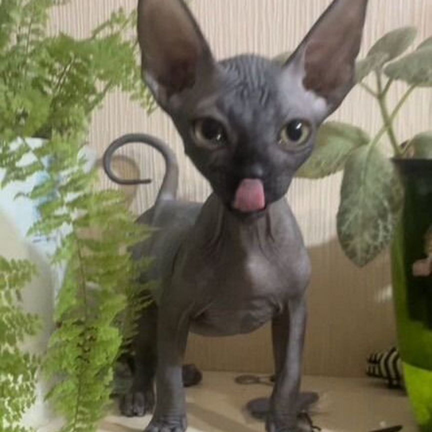 Канадский сфинкс