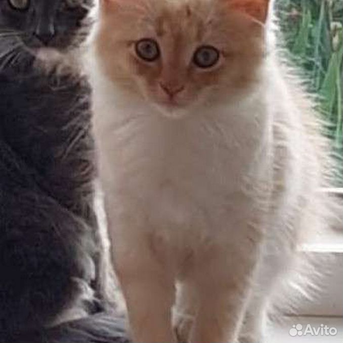 Рыжий котенок в добрые руки, 2.5 мес