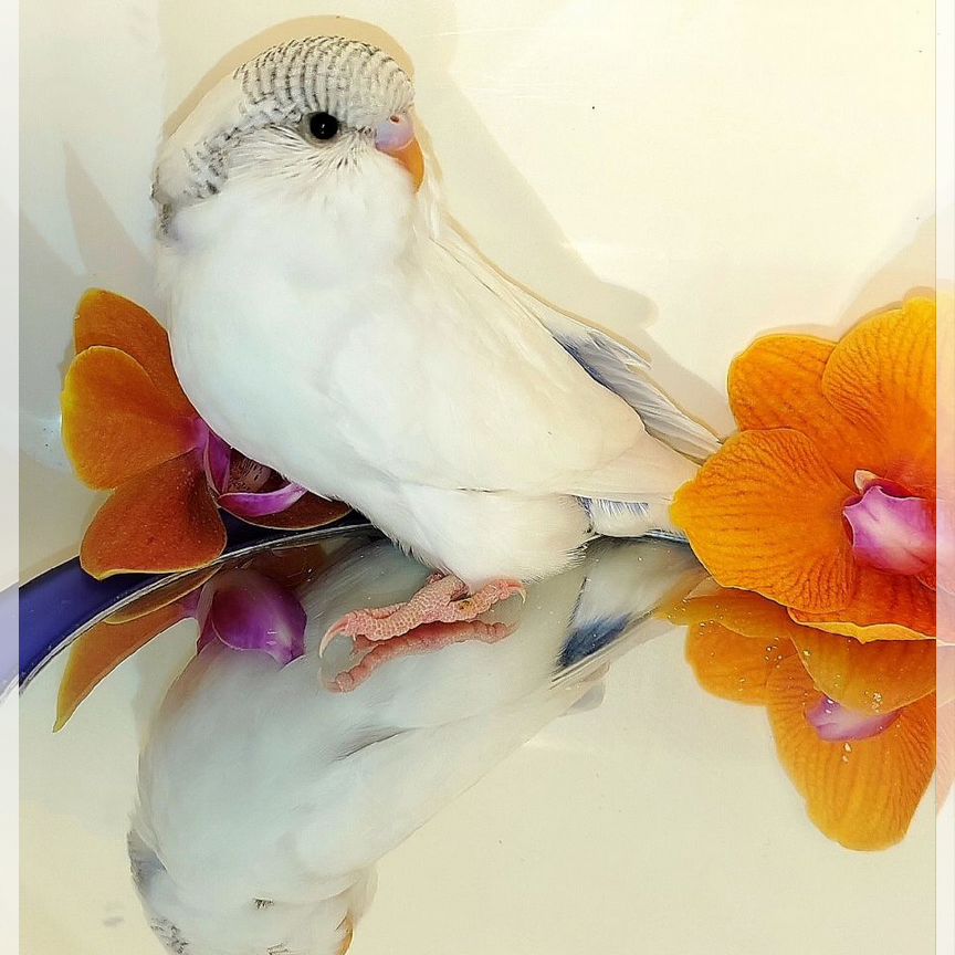 Птенцы волнистый попугай (получех)