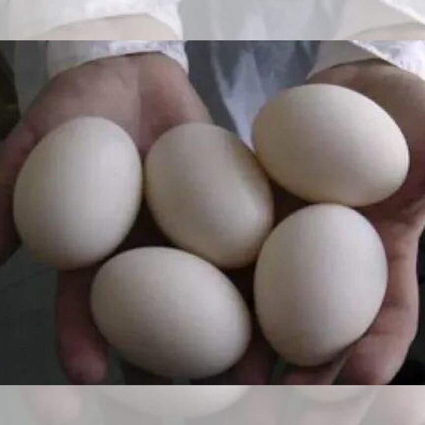 Инкубационное яйцо