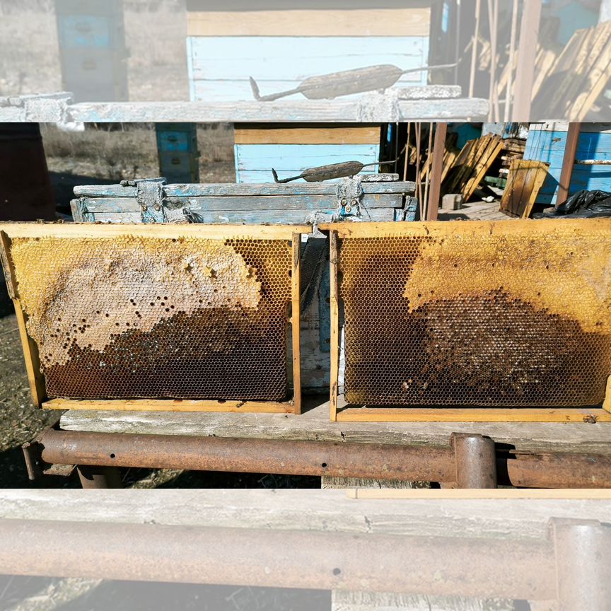 Медовая перговая сушь