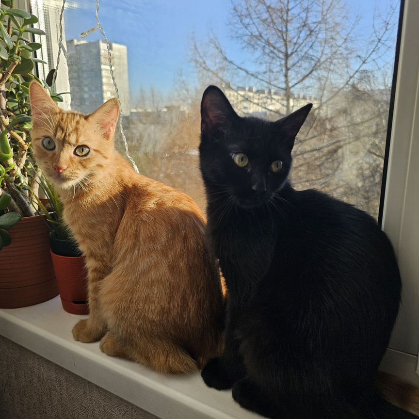 В дар котики